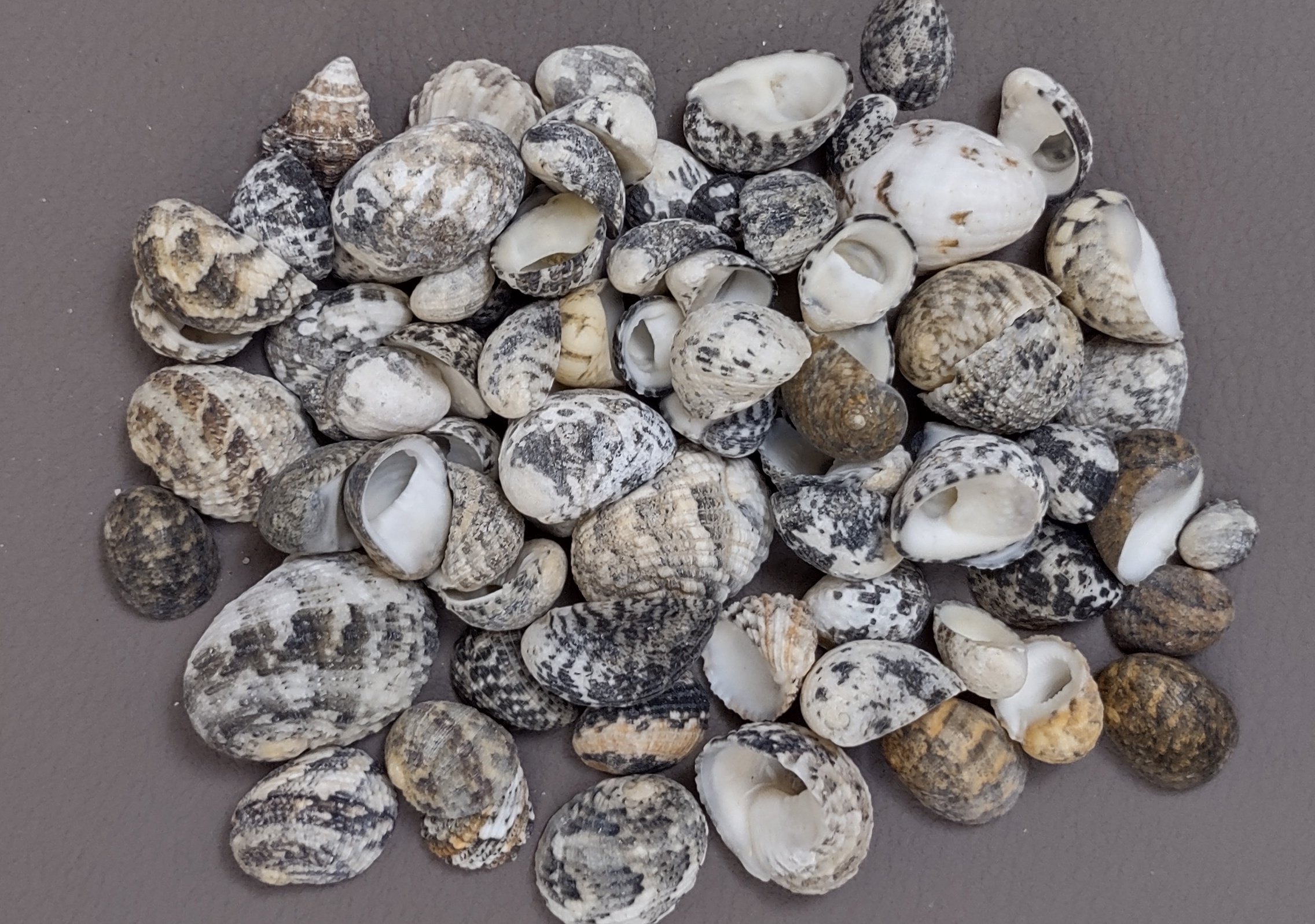 Nerite Shell Assortment (.5 cup approx. 45-50 shells .5-1 inch)