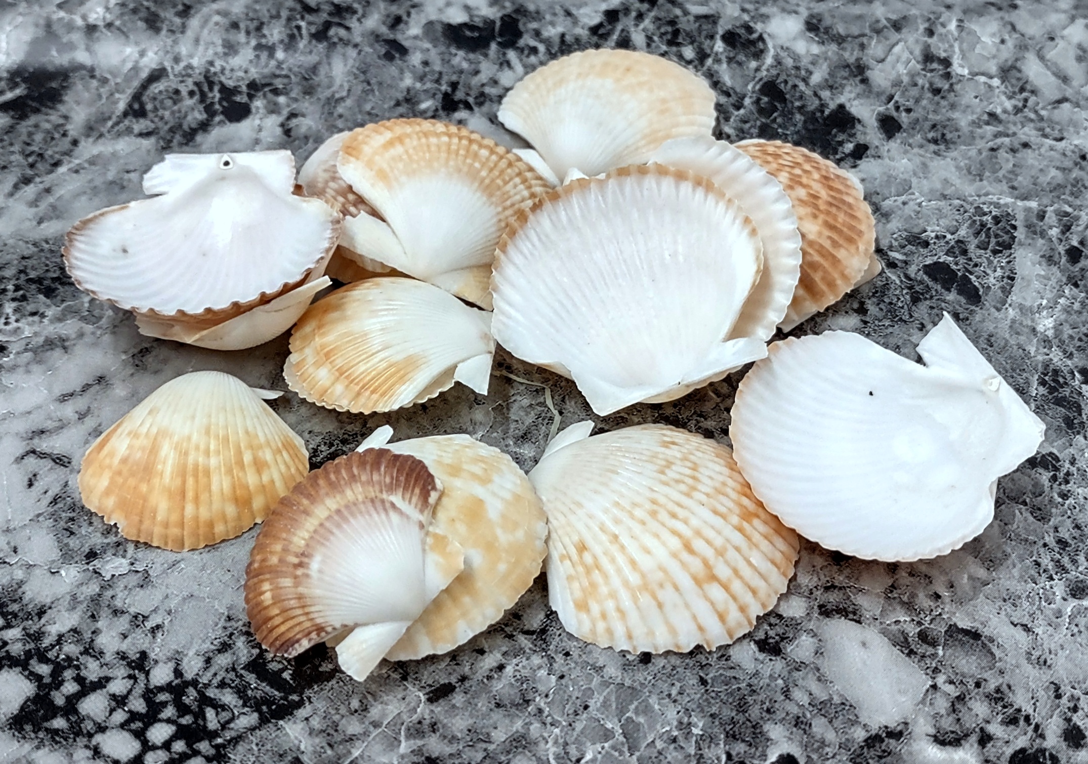 Pixie Cup Scallop Seashells - Pecten Pyxidatus - (15-20 shells approx ...