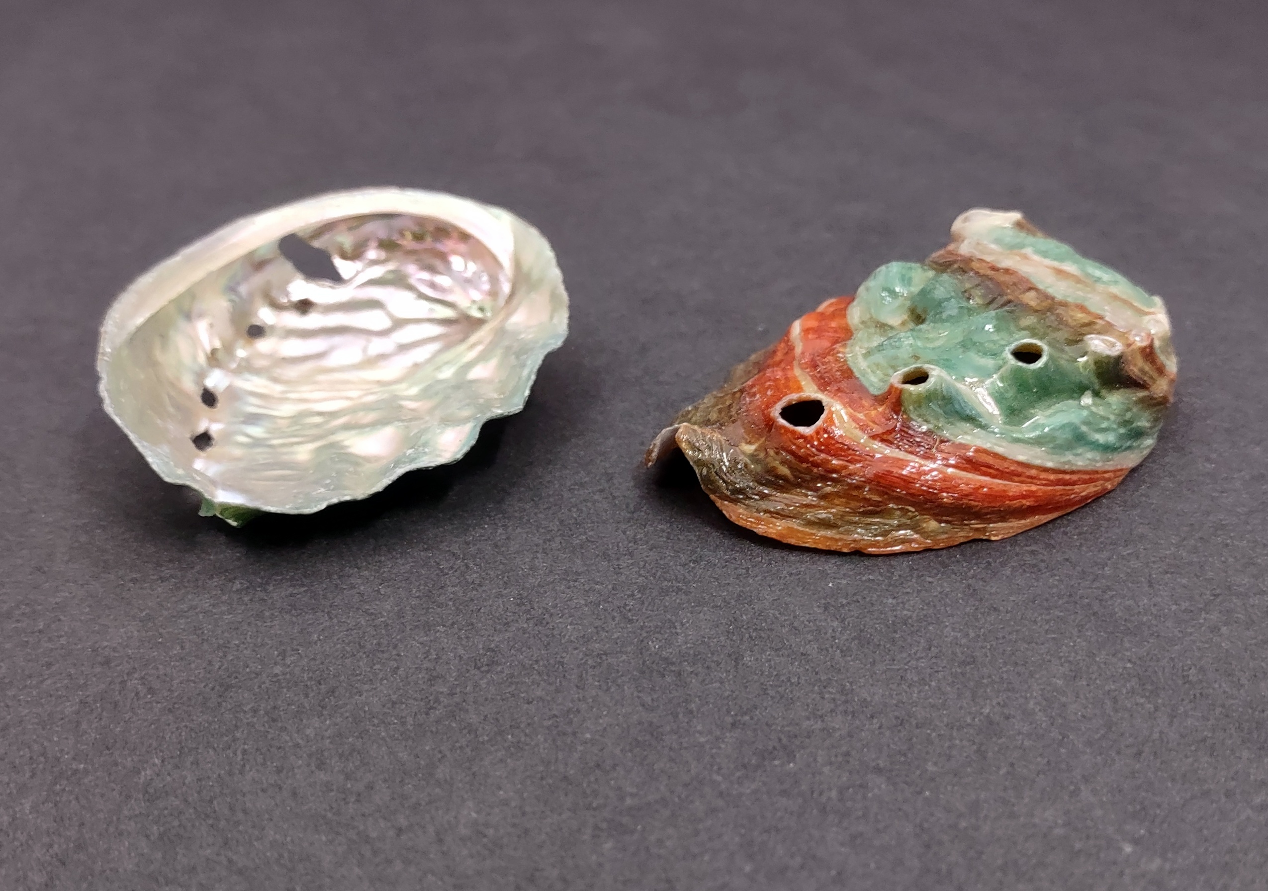 Korean Abalone Seashell - Northern Abalone - Pinto Abalone - Haliotis ...