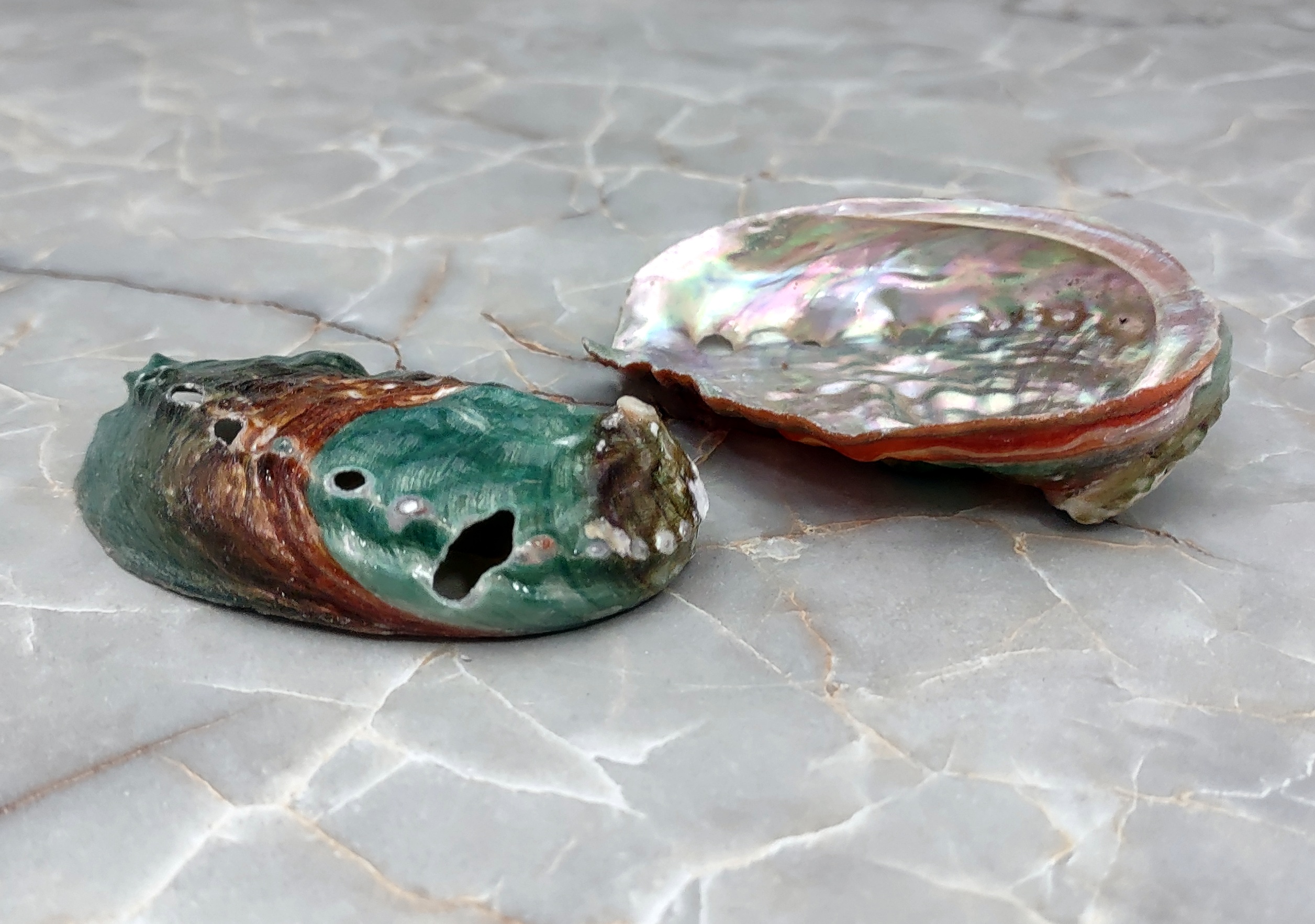 Korean Abalone Seashell - Northern Abalone - Pinto Abalone - Haliotis ...