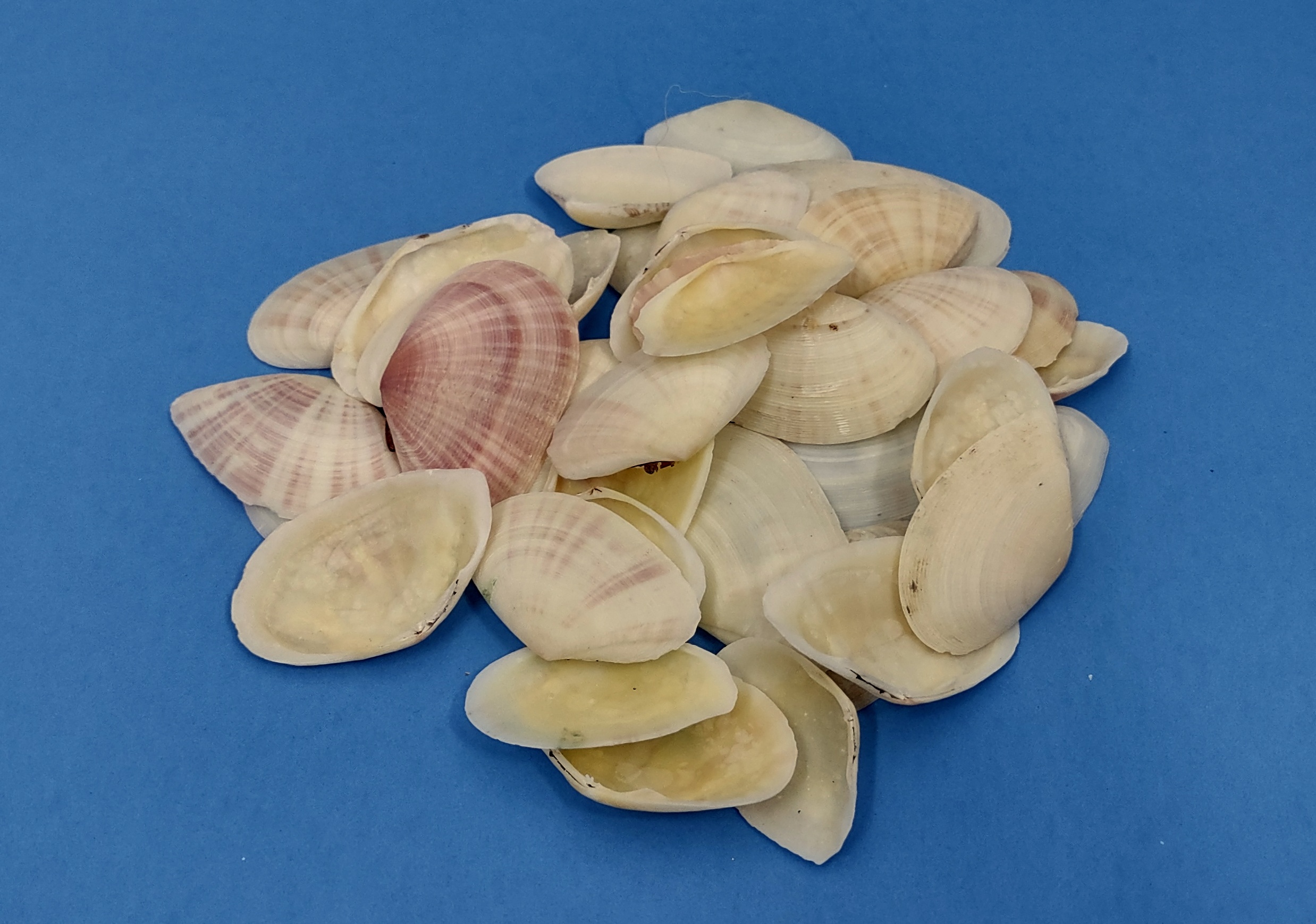 Pink Sunrise Tellin Halves (40 shells approx. 1-2 inches)
