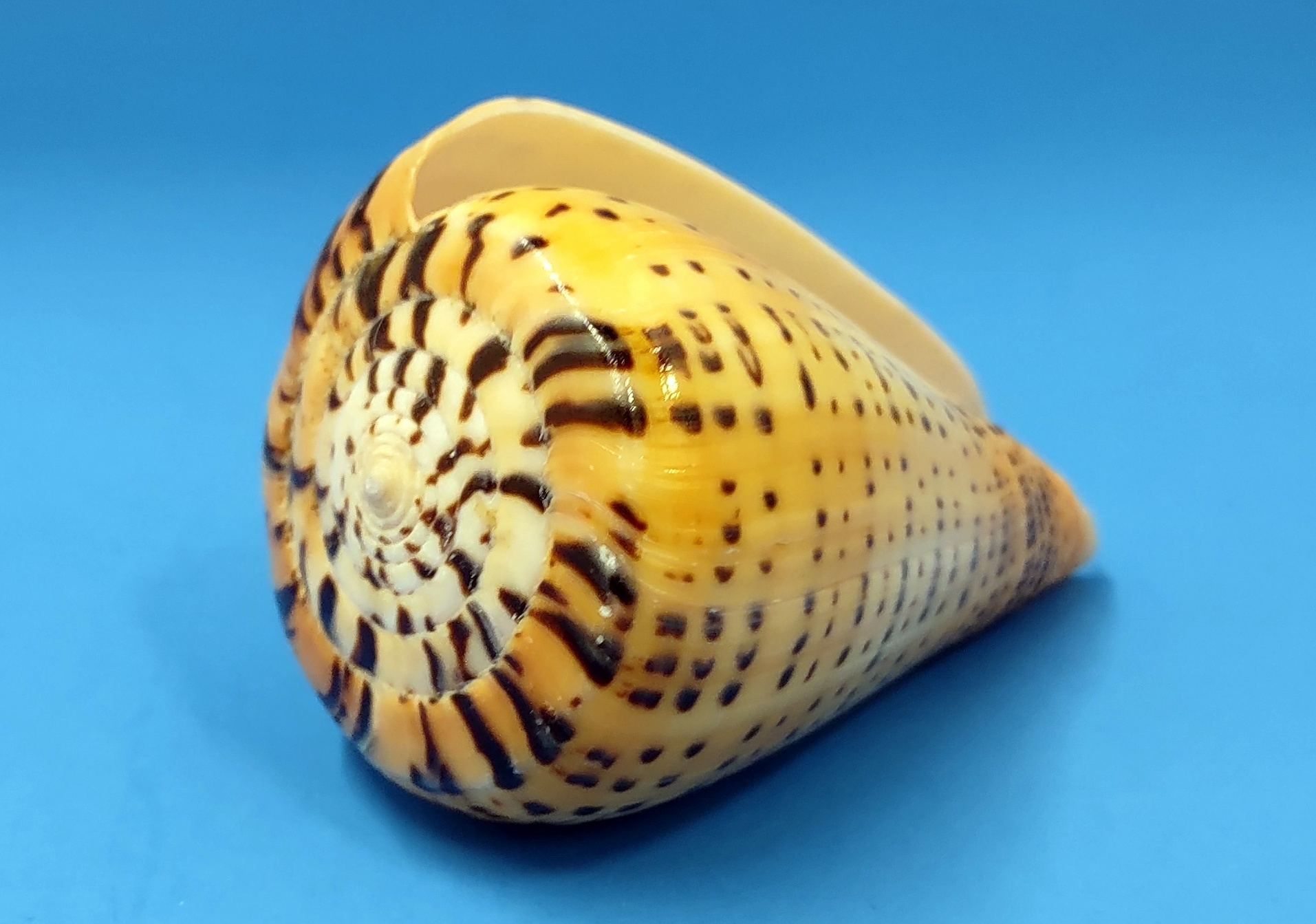 Beech Cone Polished Seashell - Conus Betulinus - (1 shell approx. 3.5-4 ...