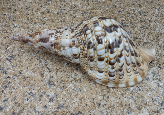 Pacific Triton - Charonia Tritonis - (1 shell approx. 10-11 inches)