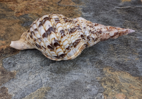 Pacific Triton - Charonia Tritonis - (1 shell approx. 10-11 inches)
