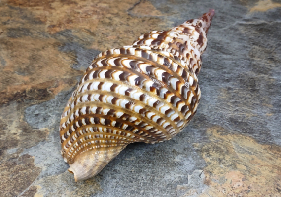 Caribbean Triton - Charonia Tritonis - (1 shell approx. 9-10 inches)