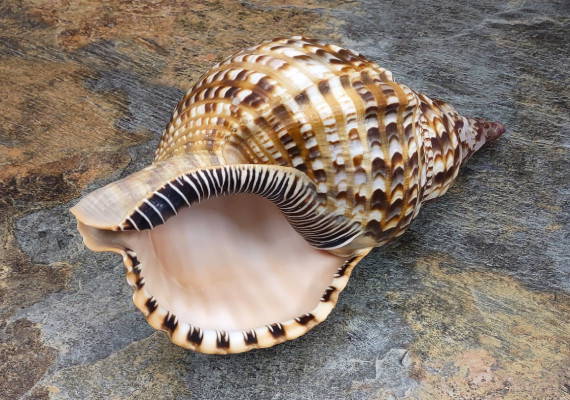 Caribbean Triton Seashell Charonia Tritonis (1 shell approx. 9+ inches ...