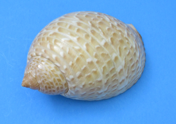 Pacific Partridge Tun Tonna Perdix (1 shell approx. 4.25-4.5 inches)