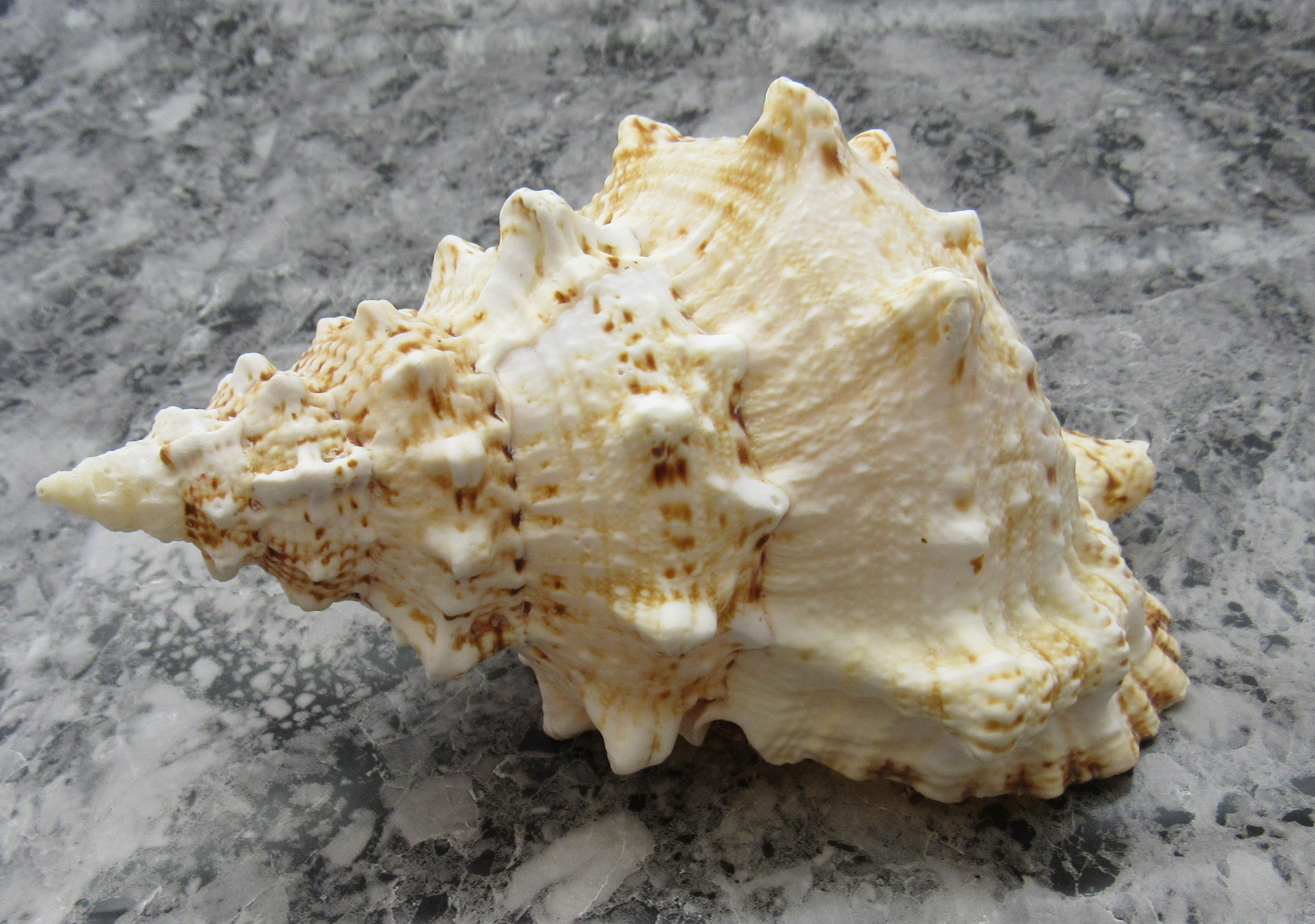 Giant Frog Seashell - Bursa Bubo - (1 shell 7+ inches)