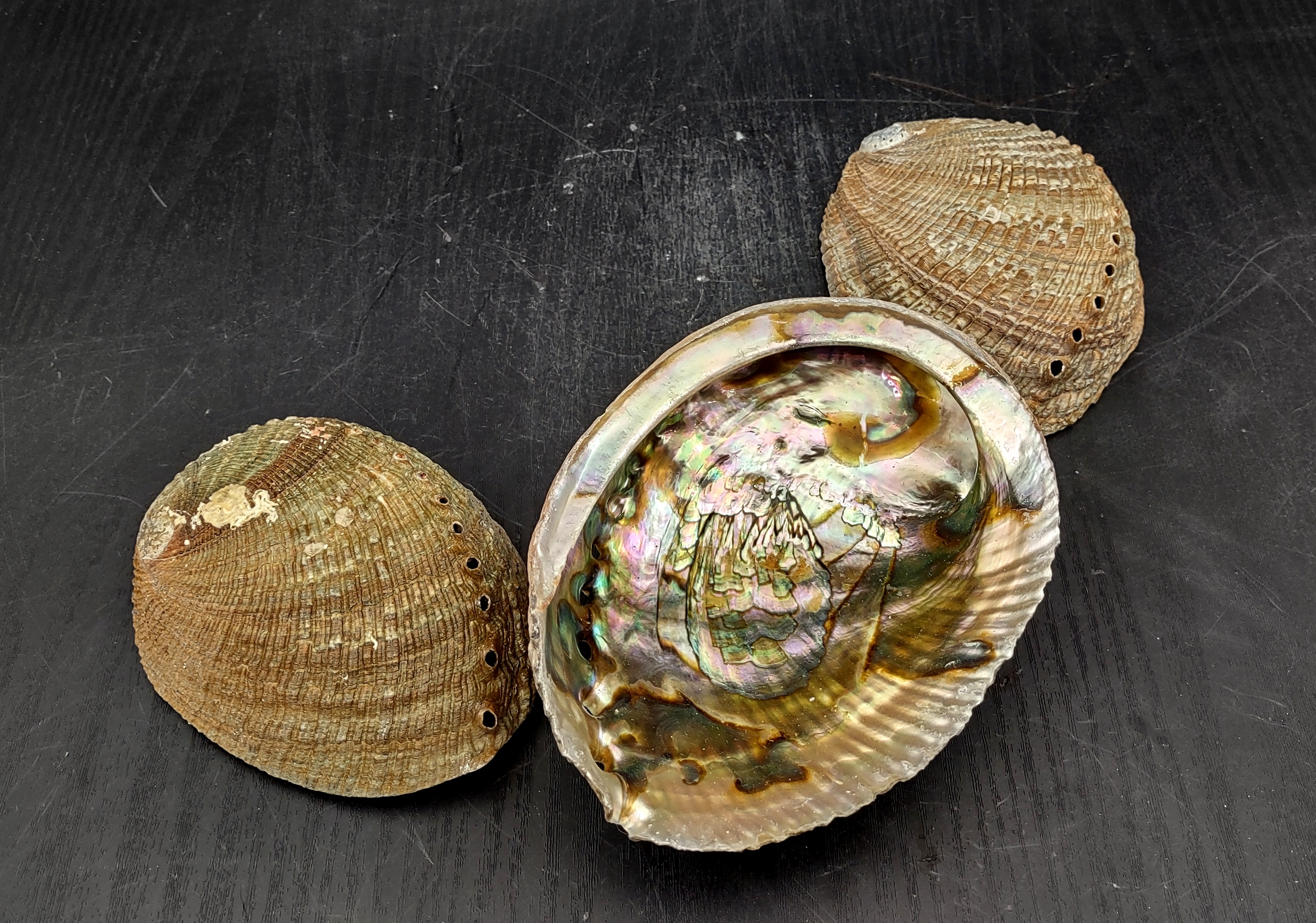 Early Black Friday Sale and New Shop Announcement! - Sea Shell Supply