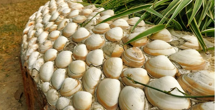How to Use Seashells in Landscaping: Ideas, Benefits, and Step‑by‑Step ...