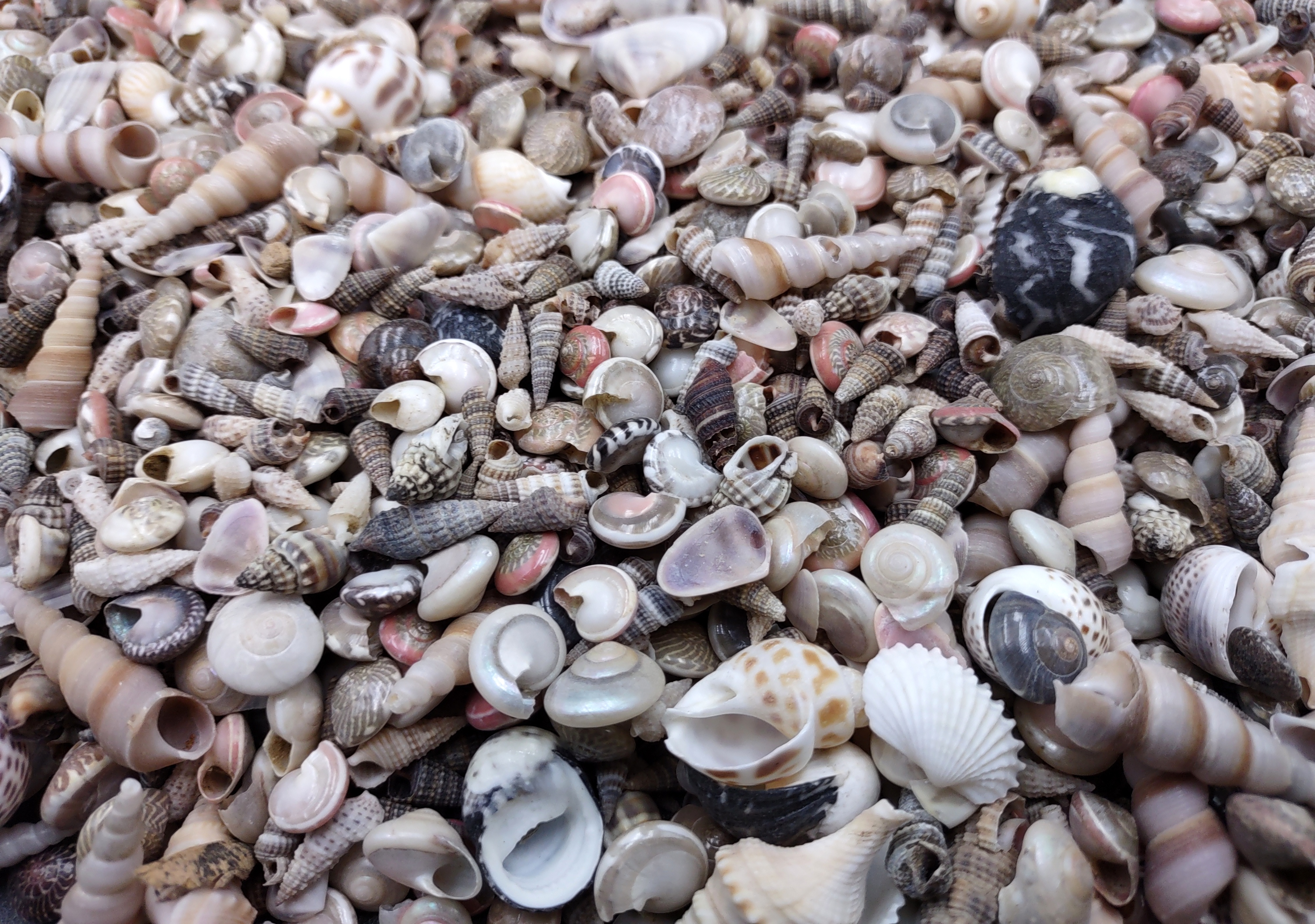 The Top Shelling Beaches in the USA - Sea Shell Supply