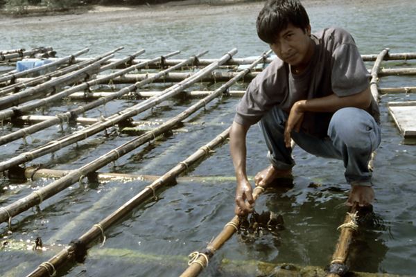 Farming the Ocean’s Jewels: How Seashells Are Sustainably Cultivated in ...