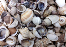 Extra Small Seashell Assorted Ocean Mix (approx. 1 cup 65+ shells 0.50 ...