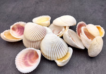 Rose Cockle Seashells (20 shells approx. 1+ inches) Sea shells great ...