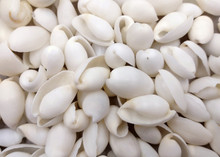 White Bubble Seashells Haminoea Zelandiae (approx. 1 cup +/-85 shells 0 ...