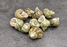 Jade Green Turbo Seashells Turbo Brunneus (10 shells approx. 1+ inches ...