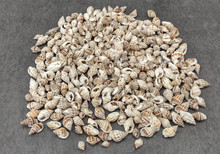 Nassa Persian Mud Seashells Nassarius Persicus (approx. half cup 125 ...