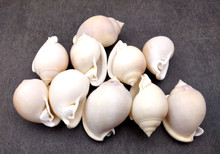 Channel Bonnet White Seashells Phalium Canaliculatum (10 shells approx ...