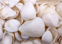 White Ark Clam Seashells Andara Scapha (approx. 1 kilogram 1.5+ inches ...
