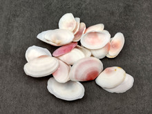 Rose Petal Tellin Seashell Halves Pink Eurytellina Lineata (Approx. 30 ...