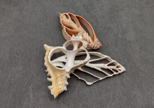 Center Cut Sliced Extra Large Seashell Assortment (3 shells approx. 3 ...