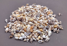Dove Seashells Euplica Festiva (approx. half cup 230+ shells approx. 0. ...