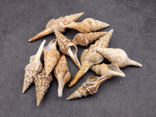 Turris Seashell Lophiotoma Babyonia (12 shells approx. 1.5-2.5+ inches ...