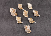 Medium Frog Seashells Creamy Tan Bursa Rana (8 shells approx. 1+ inches ...