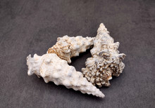 Knobby Cerithium Seashells White Black Cerithium Nodulosum (3 shells ...