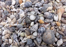 Extra Tiny Seashell Assorted Ocean Mix (approx. 1 kilogram shells 0.25 ...