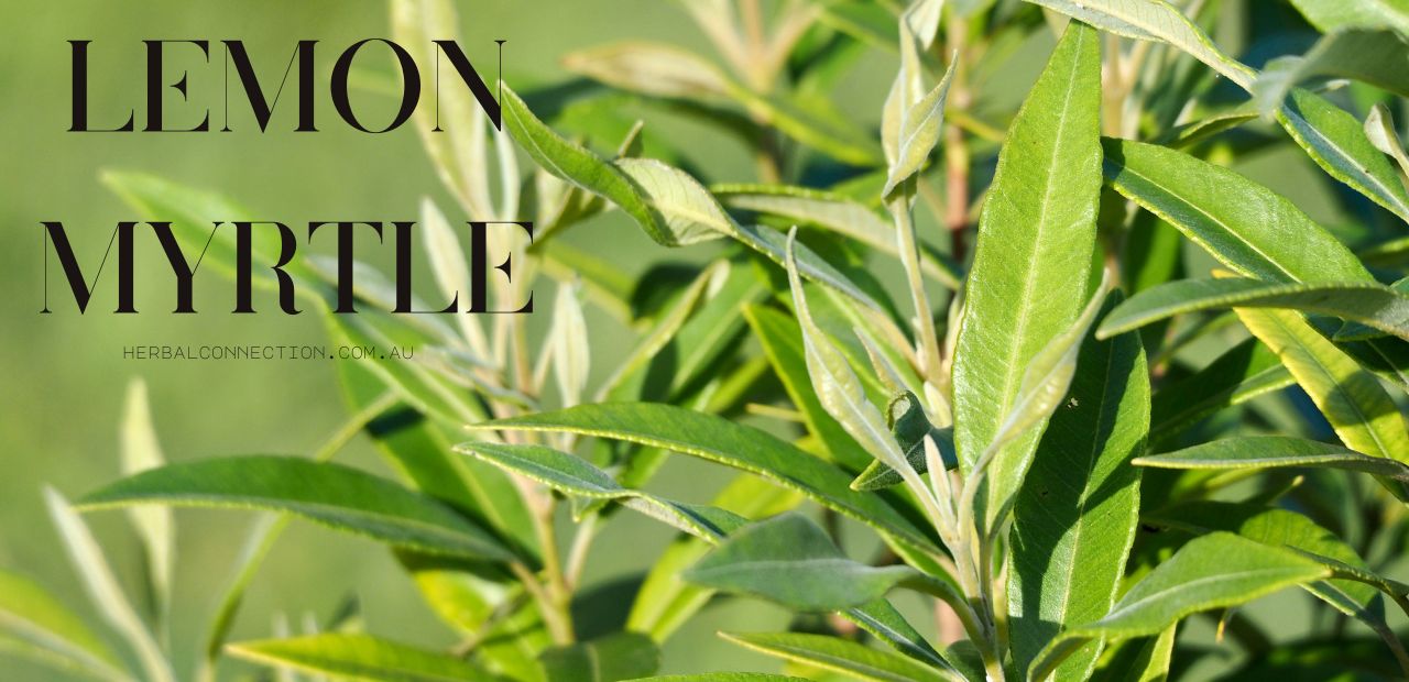 The Great Australian - Lemon Myrtle - The Herbal Connection