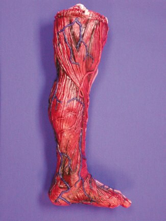 Skinned Left Leg Halloween Prop - Halloween FX Props