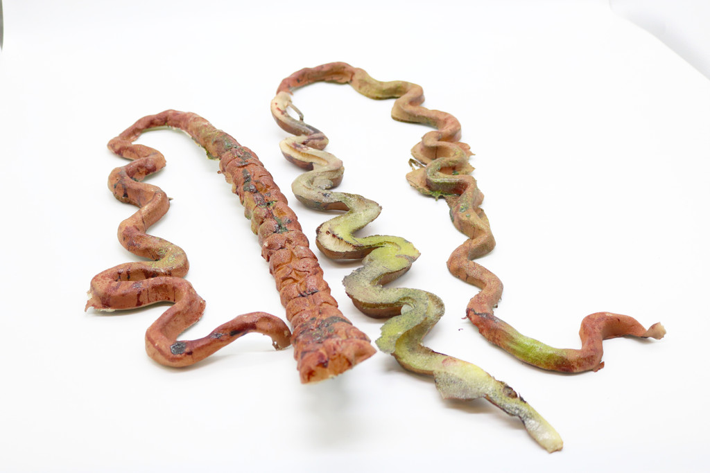 Bloody Butcher Intestines Life Size Halloween Prop - Halloween FX Props