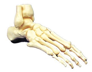 Skeletal Human Foot Halloween Prop - Halloween FX Props