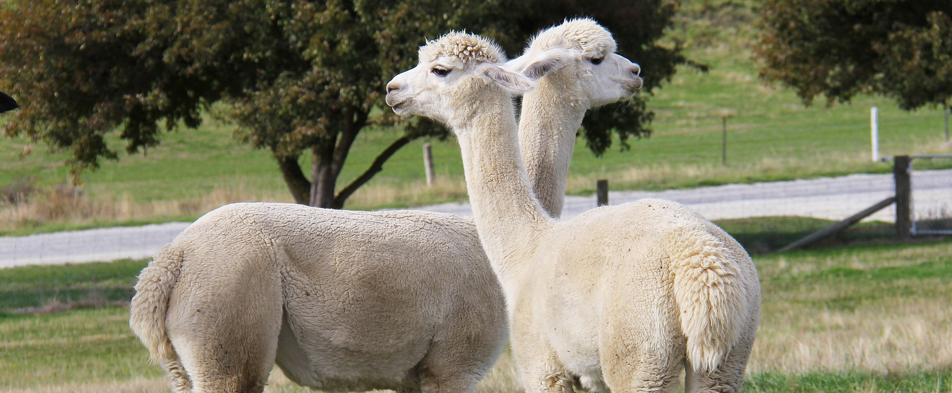 Top 10 Reasons Why Alpaca Wins - Sun Valley Alpaca Co.
