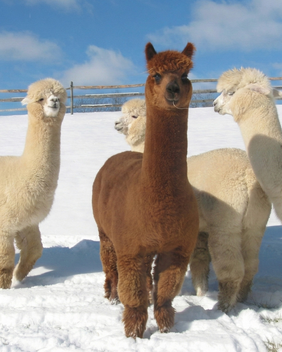 Is Alpaca Hypoallergenic? Why Socks Are Blended and Knits Can Be 100% ...