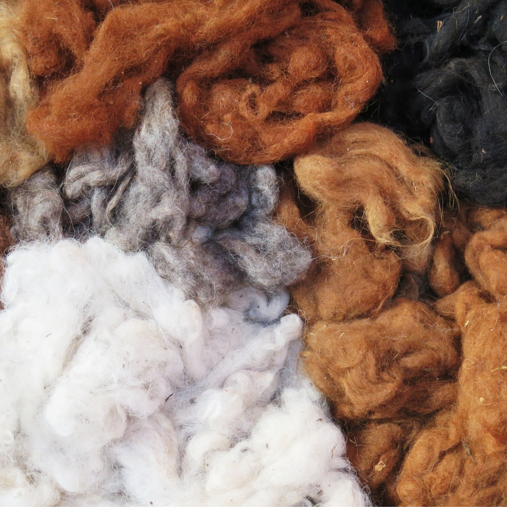 Understanding the Different Types of Alpaca Fiber - Sun Valley Alpaca Co.