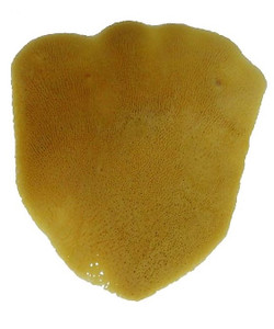 Liturgical Sponge - large - St. Paisius Monastery Gift Shop