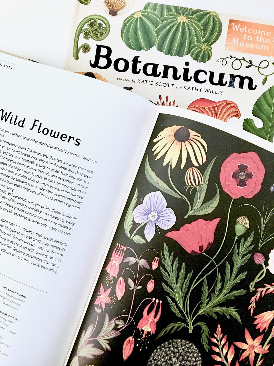 Botanicum: Welcome to the Museum - THE BEACH PLUM COMPANY