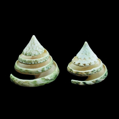 Tectus Pyramis Green Spiral Cut - Home Fabrics Ltd.