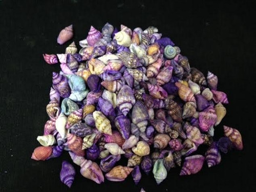 Nassa Shell - 1 cup - Home Fabrics Ltd.