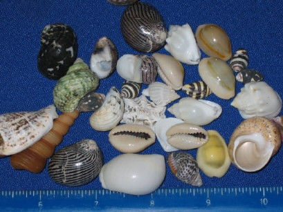 Shell Mix Phillippine - Home Fabrics Ltd.