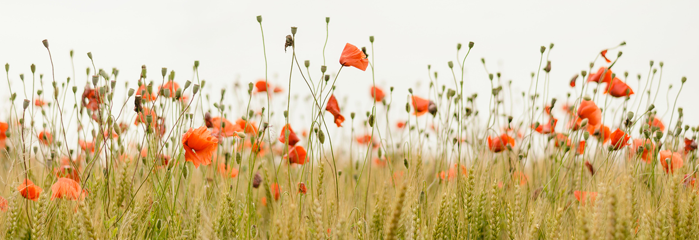 AllerPlex for Allergy Season - Riordan Clinic Nutrient Store