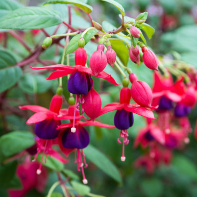 Fuchsia Upright Various - in 9cm Pots - Keep Somerset Blooming