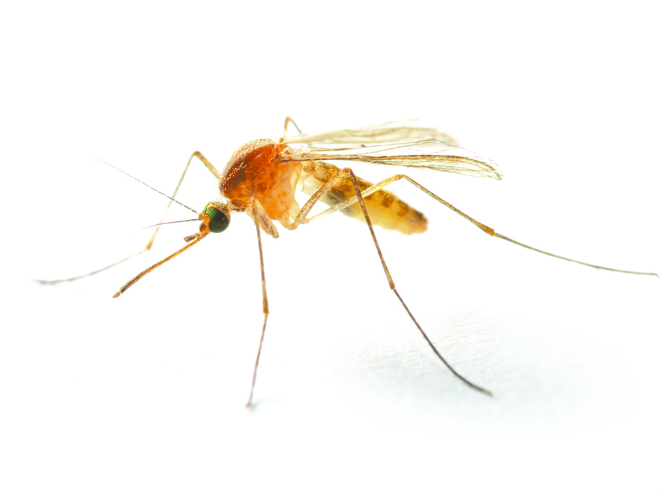 Are you an Entomophobe? Take our Quiz - DIYflyscreens.co.uk