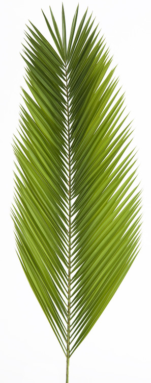 Date Palm - Bag of 4 - Giftswithlove,Inc.
