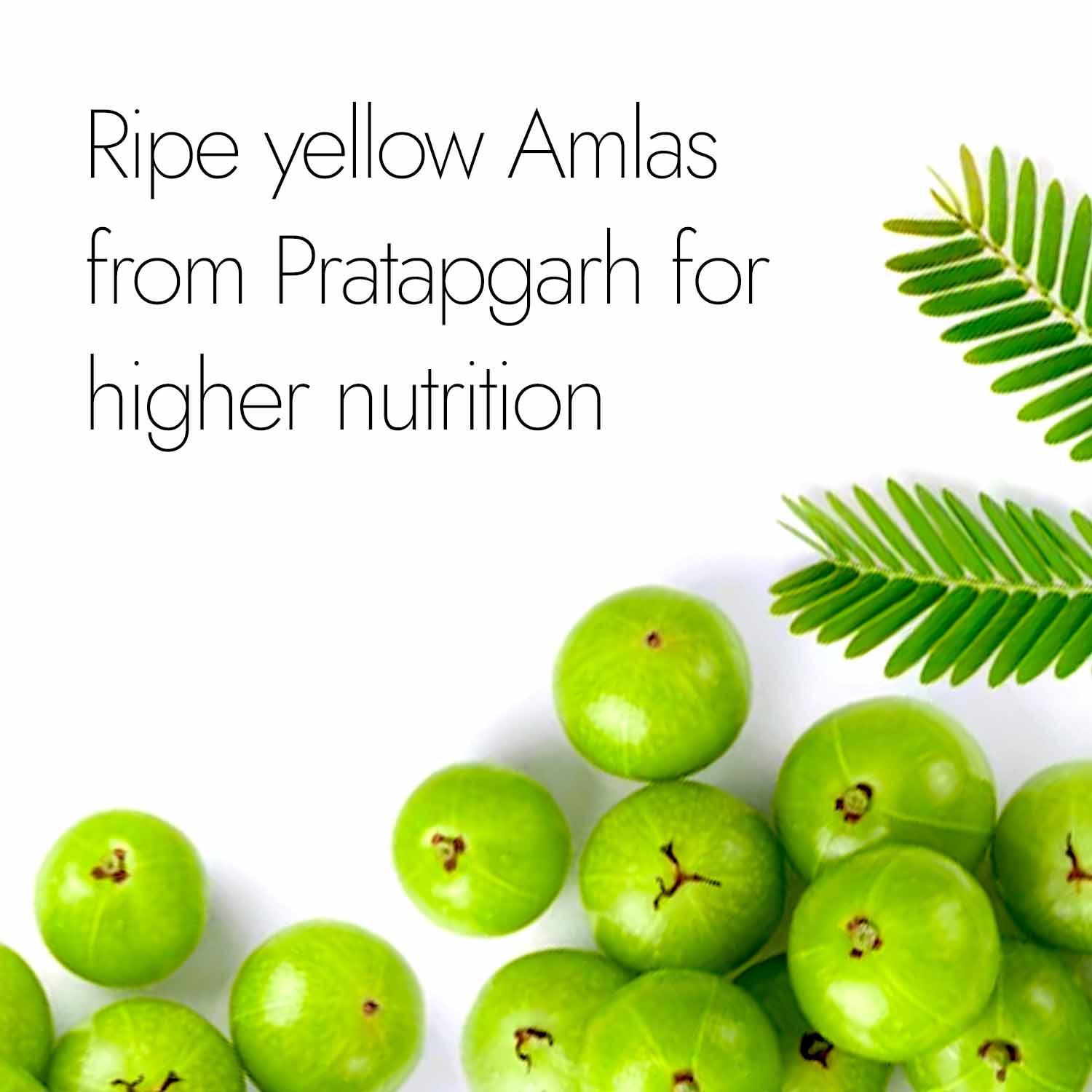 Triphala Capsule