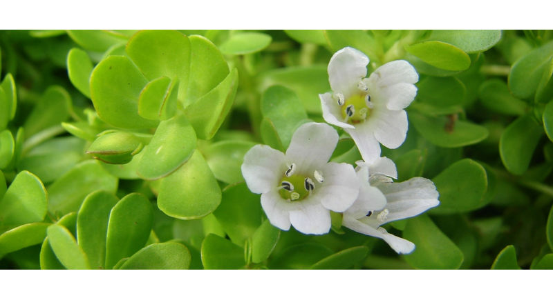 Benefits Of Using Brahmi - Kapiva