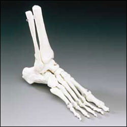 Elastic Foot Model - ChiroCity