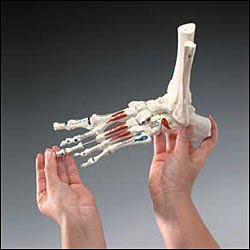 Foot Model-Painted on Elastic - ChiroCity